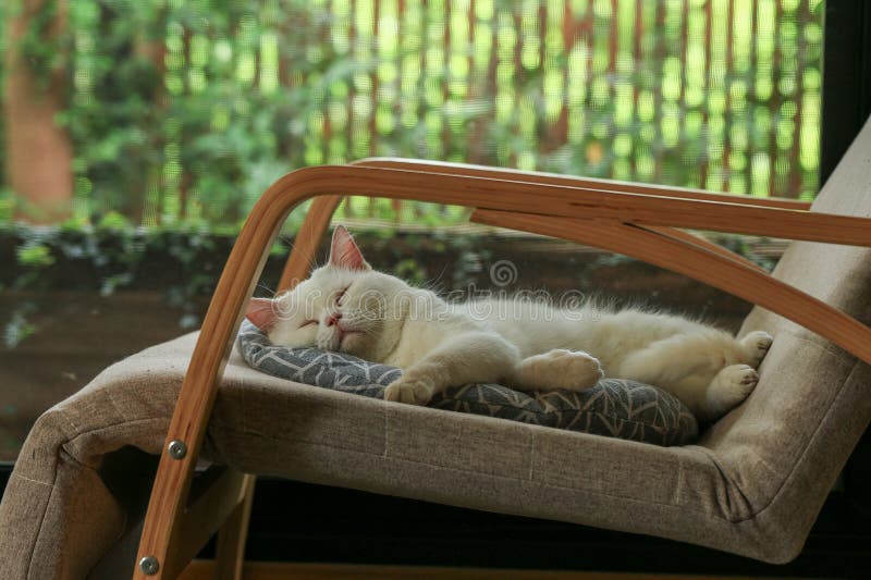 Cute Cat Sleeping on a Chair in the Garden Stock Image - Image of ...