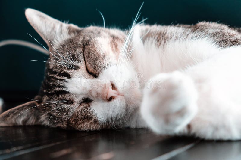 Cute cat sleeping stock photo. Image of body, horizontal - 126721808