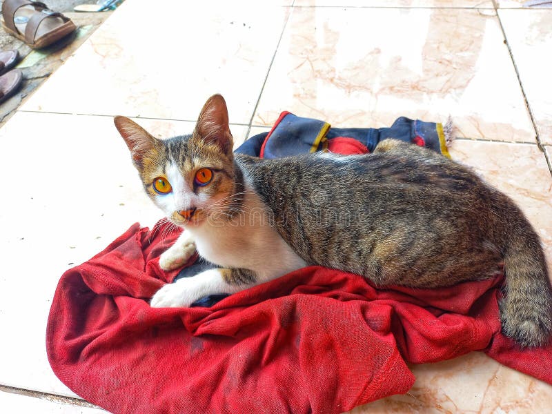 A Cute Cat Sleeping on a Cloth in the Yard Stock Image - Image of cloth ...