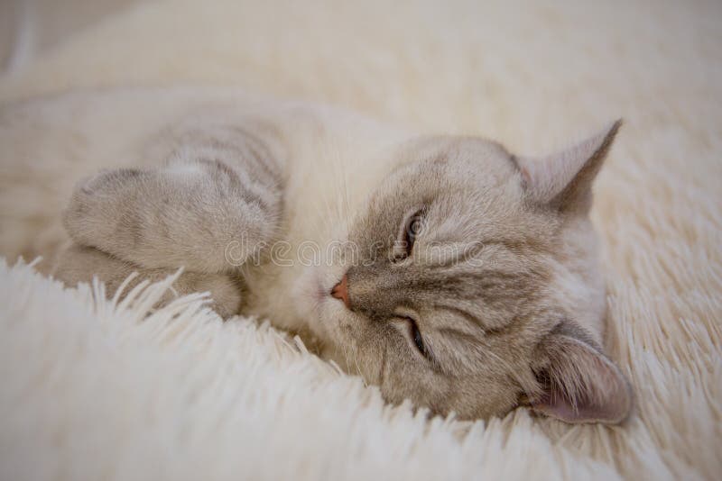 Cute Cat Sleeping on a Fluffy Rug Stock Photo - Image of funny, morning ...