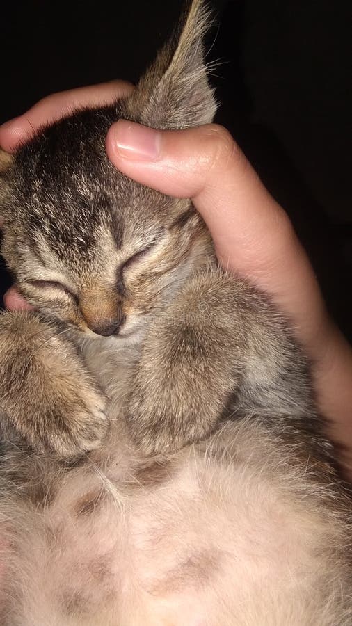 Cute Cat Sleeping Front Camera Stock Photo - Image of sleeping, cute ...