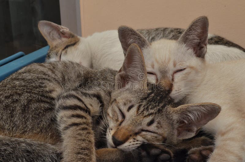 Cute Cat Sleeping in House, Kitten Rest. Stock Photo - Image of kitten ...