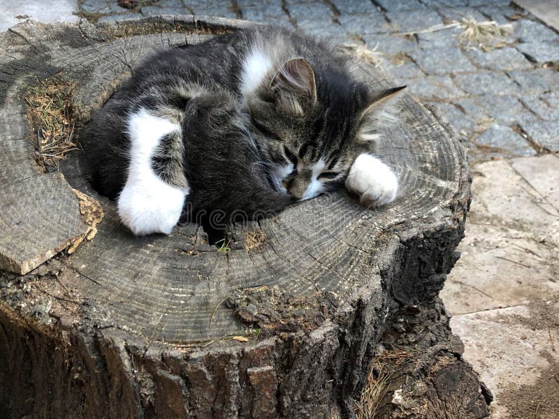 A Cute Cat Sleeping on Log of Tree at Street Stock Photo - Image of ...
