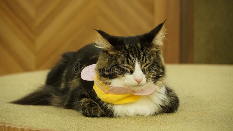 Cute caat stock photo. Image of kitten, snout, animal - 155403804