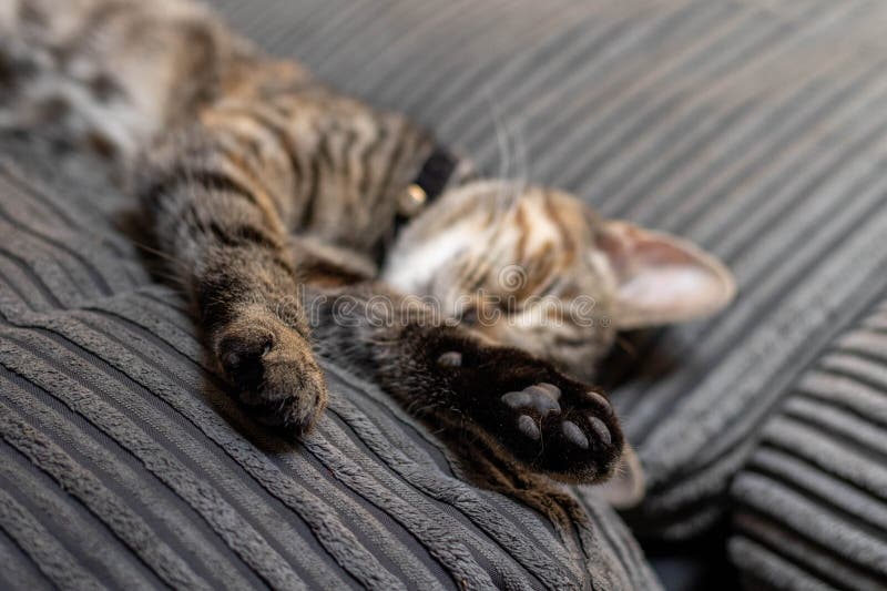 Cute Cat Sleeping with Paw Out Stock Photo - Image of domestic, feline ...