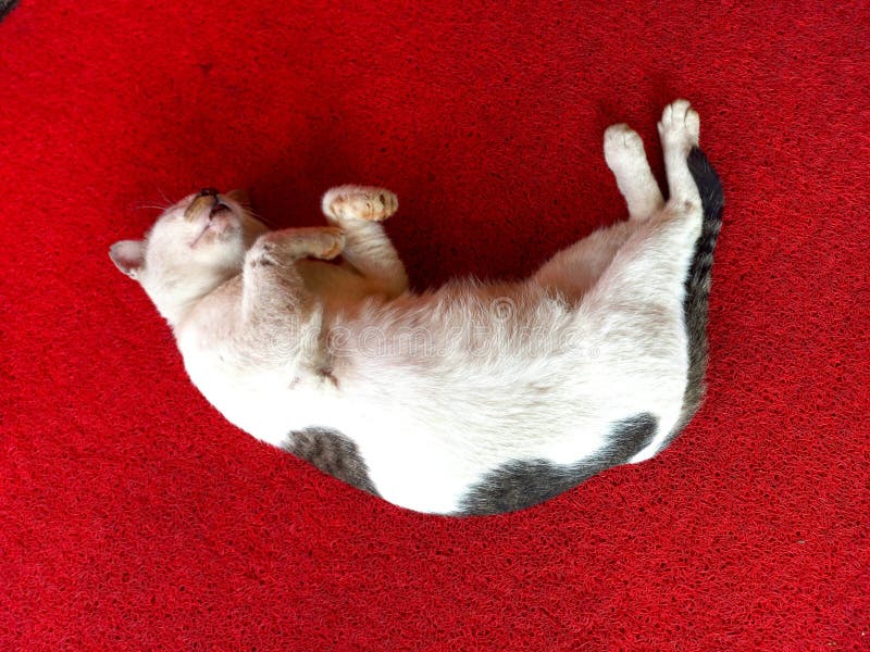 Cute Cat Sleeping on the Red Carpet at an Event Stock Image - Image of ...