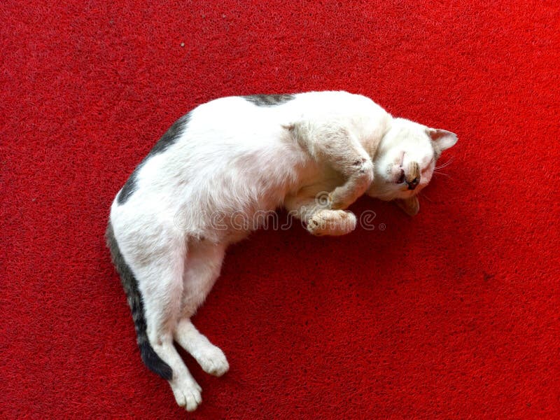 Sleeping Positions Pelvic Floor Stock Photos - Free & Royalty-Free ...