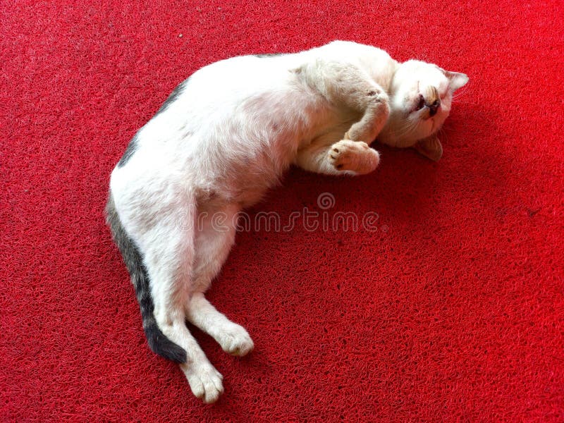 Sleeping Positions Pelvic Floor Stock Photos - Free & Royalty-Free ...