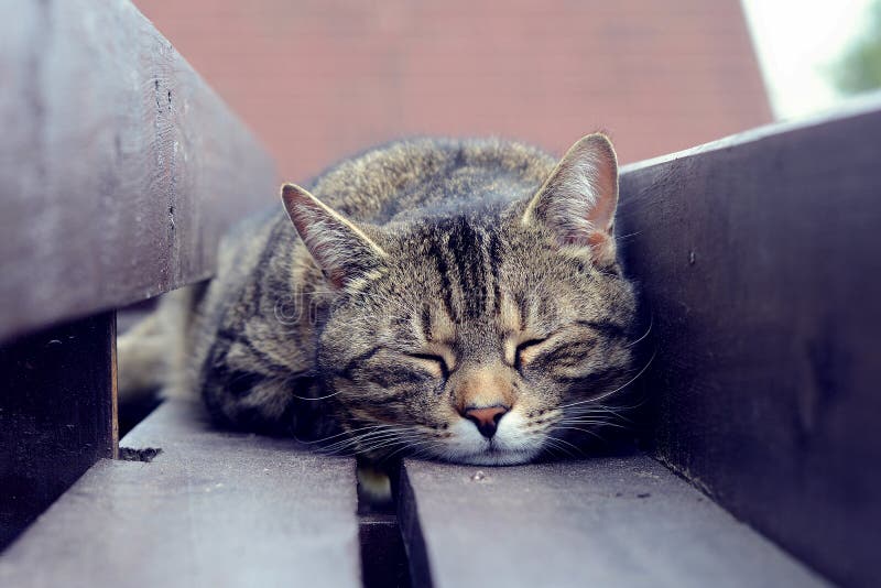 Cute Cat Sleeping and Resting Stock Image - Image of nice, dream: 40550505