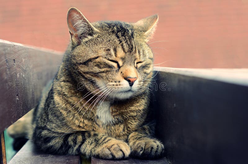 Cute Cat Sleeping and Resting Stock Photo - Image of morning, nature ...
