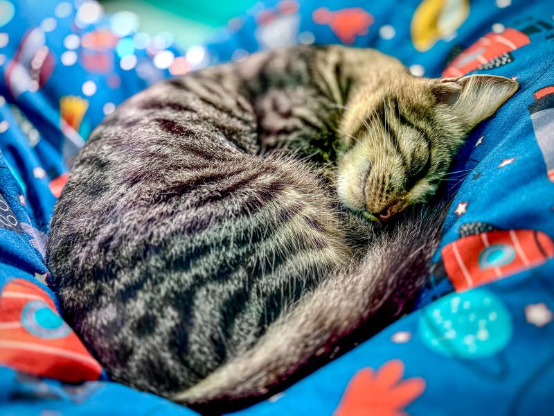 The Cute Cat is Sleeping Soundly on a Blue Pillow Stock Image - Image ...