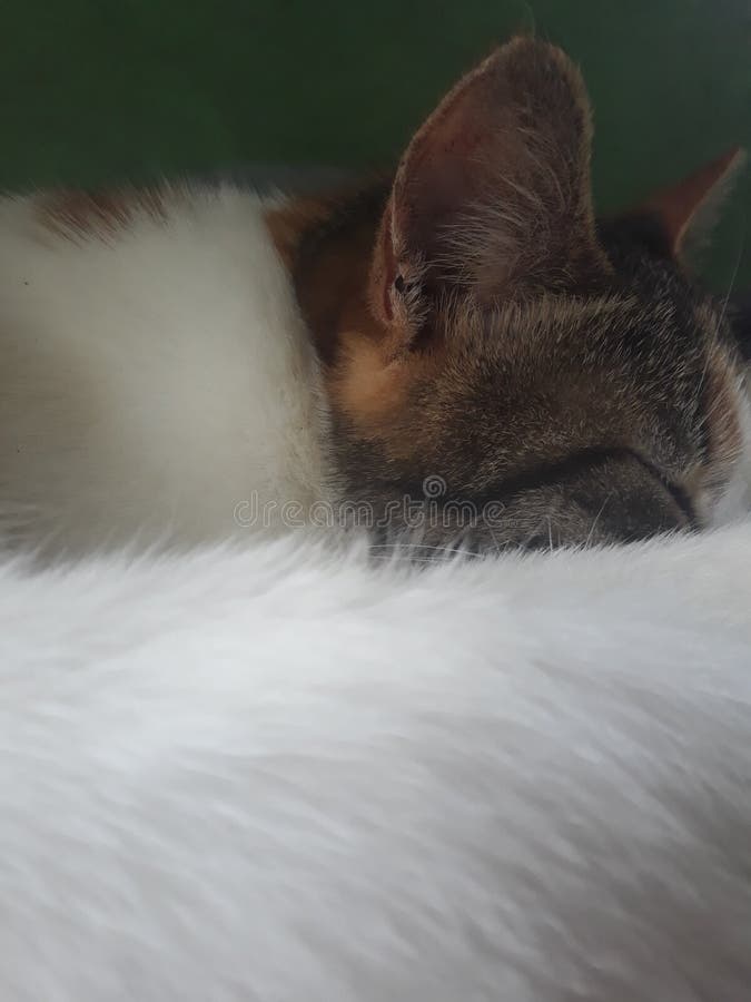 Cute cat sleeping soundly stock image. Image of animal - 261674997