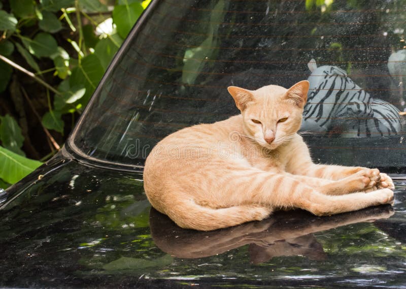 351 Random Cat Stock Photos - Free & Royalty-Free Stock Photos from ...