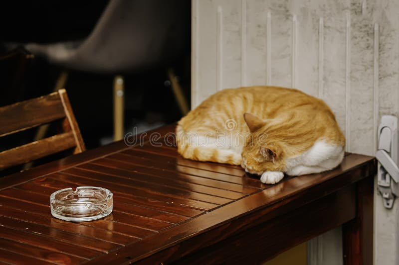 Cute Cat Sleeping on the Table of the Restaurant Stock Photo - Image of ...