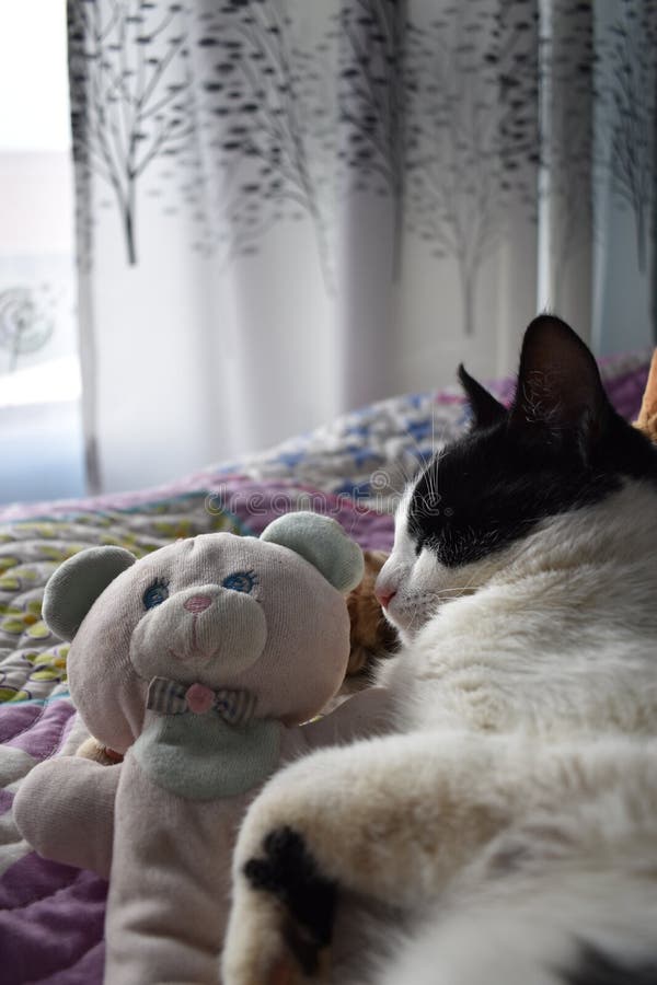 Cute Cat Sleeping With Teddy Bear Stock Image - Image of cute, pink ...