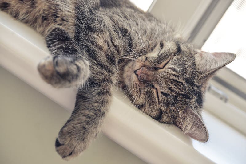 Cute cat sleeping stock image. Image of spring, kitty - 97453555