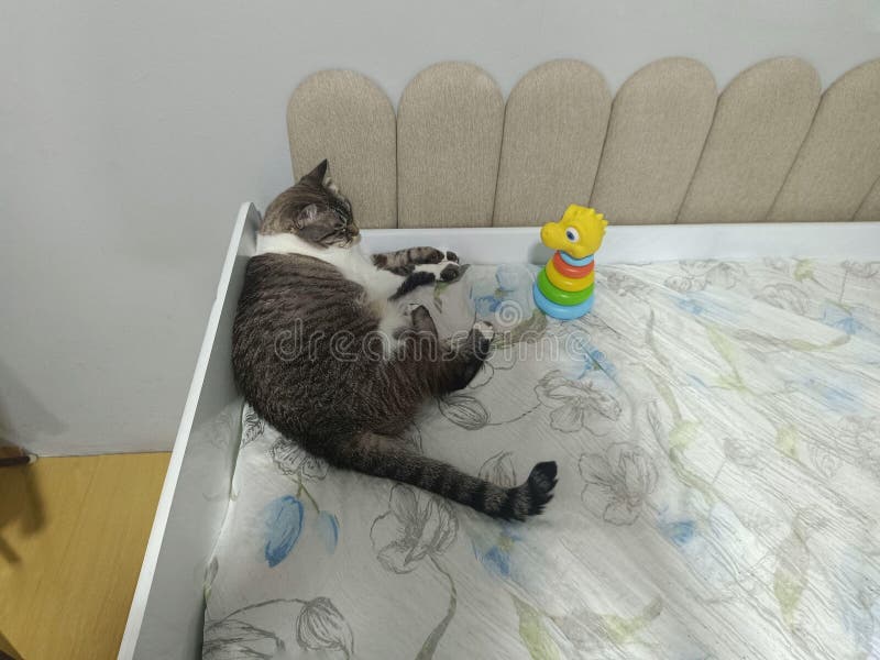 Cute Cat Sleepy in Bed with Her Toy Stock Image - Image of felinae ...