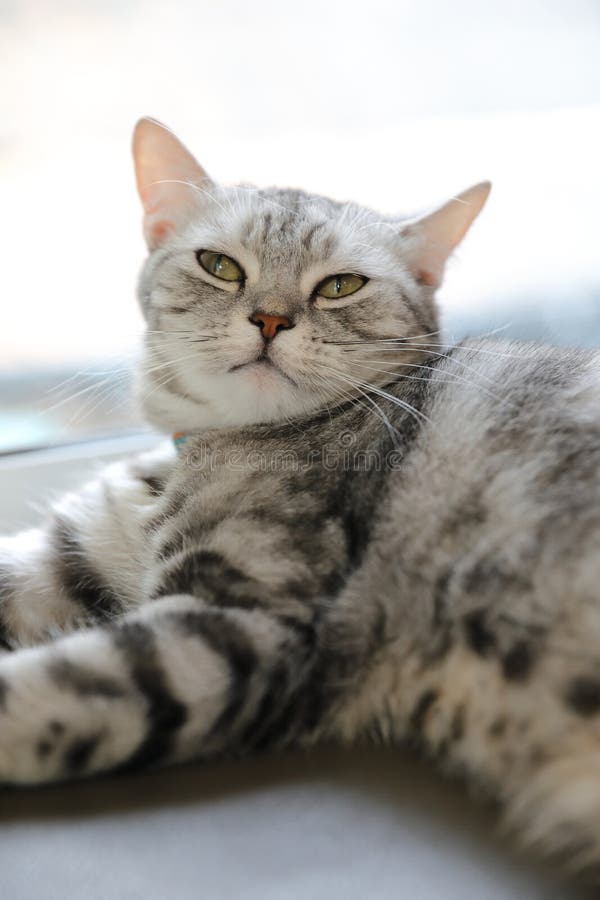 Cute cat in sleepy mode stock image. Image of beautiful - 135481685