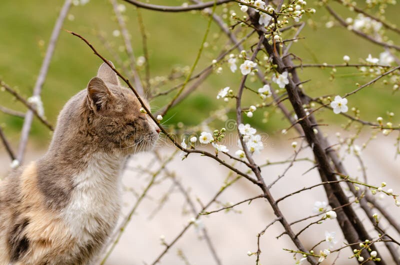 The Cat is Smelling the Spring Flowers Stock Image - Image of spring ...