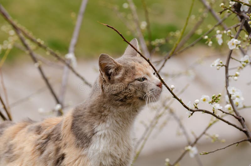 The Cat is Smelling the Spring Flowers Stock Photo - Image of spring ...