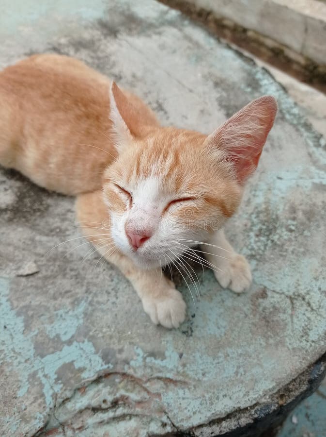 Cute Cat Smiling for You stock image. Image of cute - 210520365