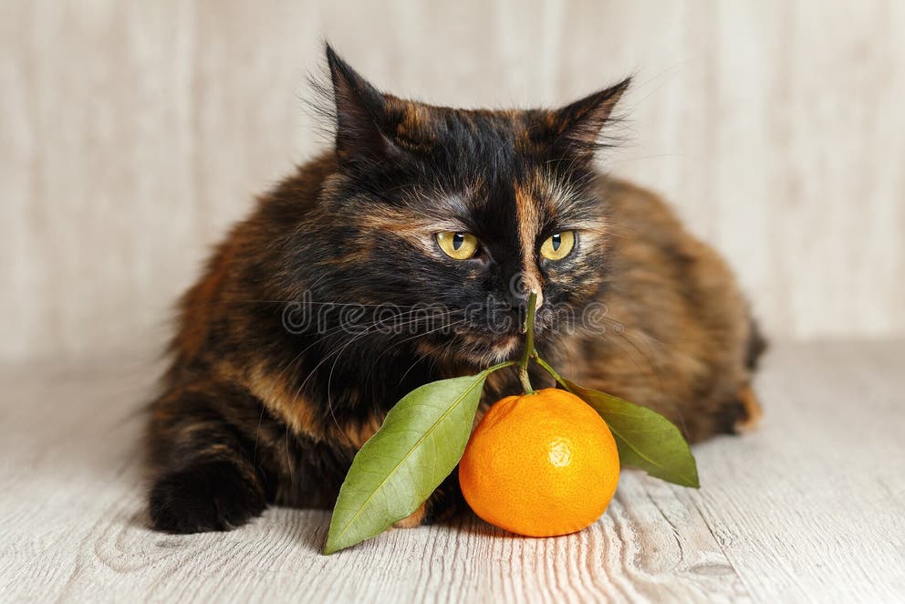 Cute Cat Sniffs Tangerine with Interest Stock Image - Image of furry ...