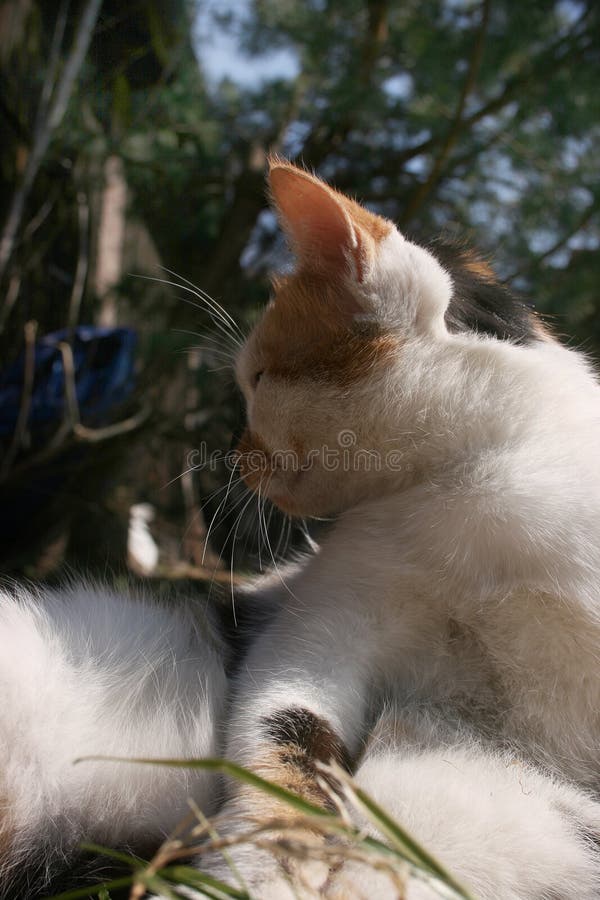 A Cute Cat in the Spring Garden Stock Photo - Image of kitty, little ...