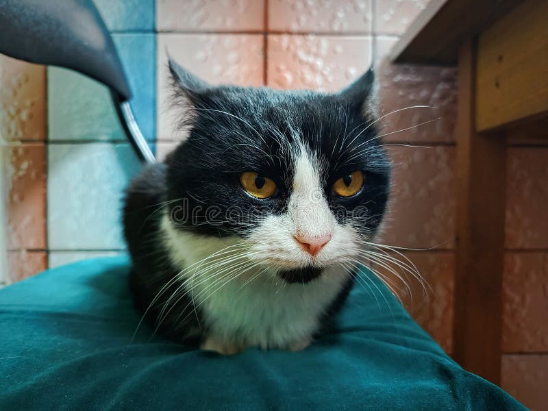 Cute Cat Standing Full Body Looking Camera Stock Photo - Image of love ...