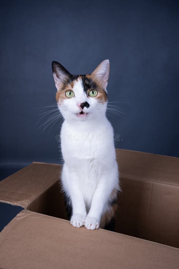 621 Cat Inside Cardboard Box Stock Photos - Free & Royalty-Free Stock ...