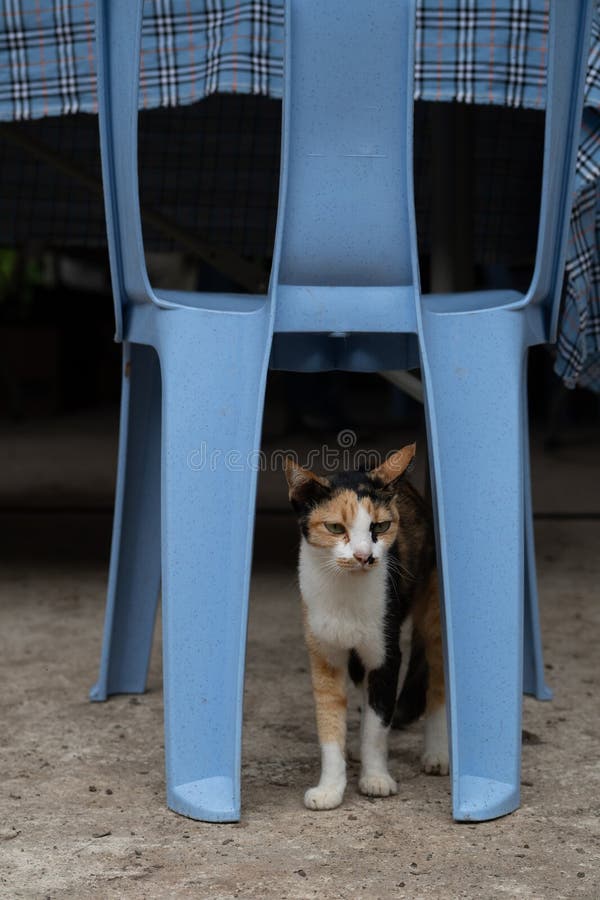 Cute Cat Standing Under Chair Stock Image - Image of domestic, adorable ...