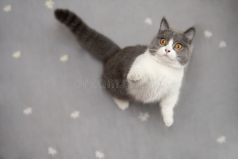 Cute cat standing up stock image. Image of feline, standing - 239465635