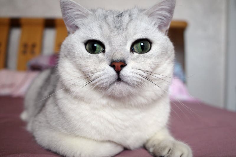 Stare of cute cat stock image. Image of show, master - 254320805