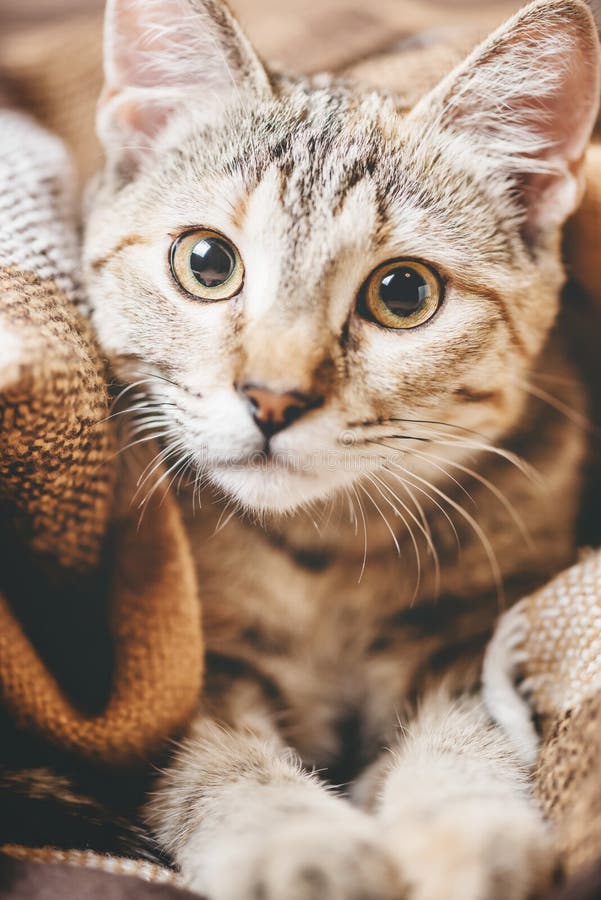 Cute Cat Staring at Camera. Stock Image - Image of looking, kitten ...