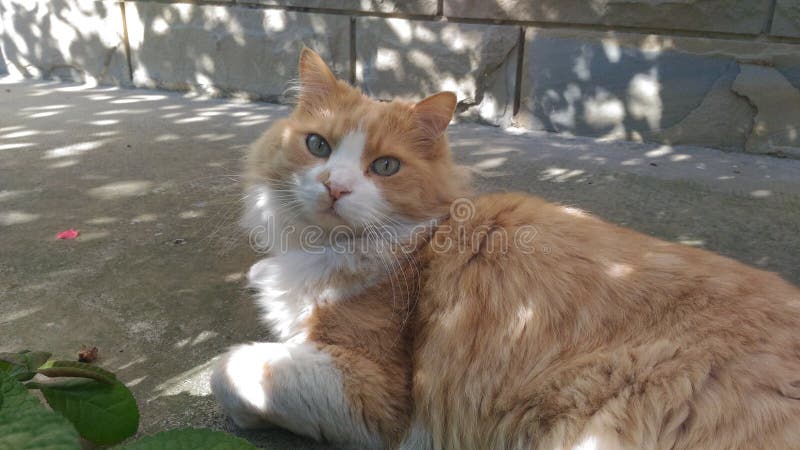 Cute Cat Starring at the Camera Stock Photo - Image of camera, cute ...