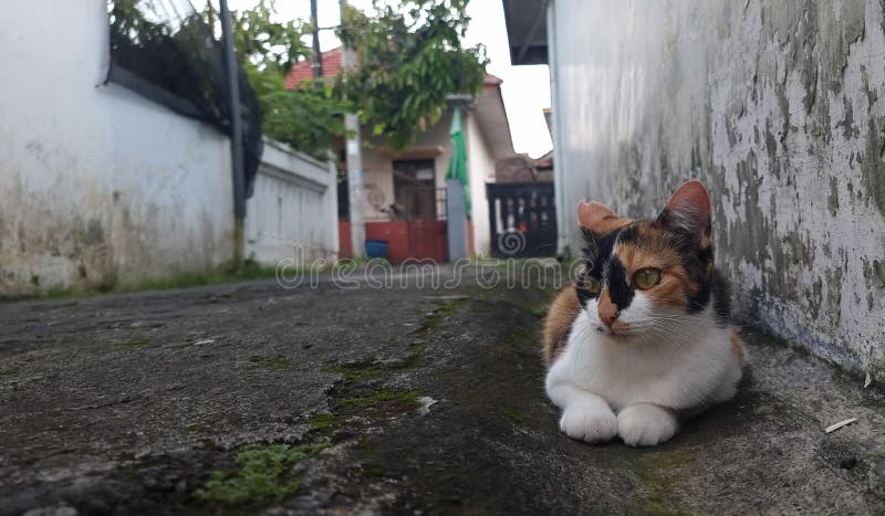 Cute Cat Starring at the Mice Across the Street Stock Photo - Image of ...