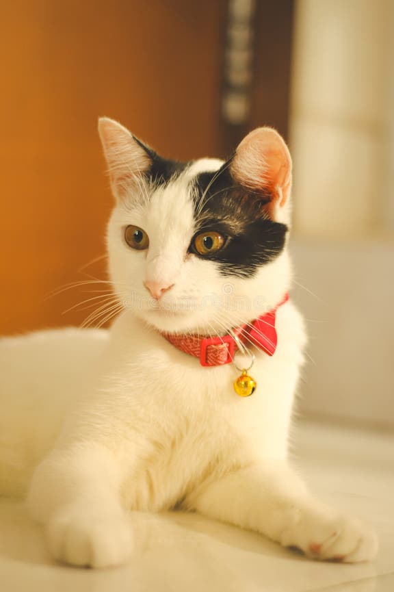 A Cute Cat Start To Take a Nap Stock Image - Image of kitty, start ...