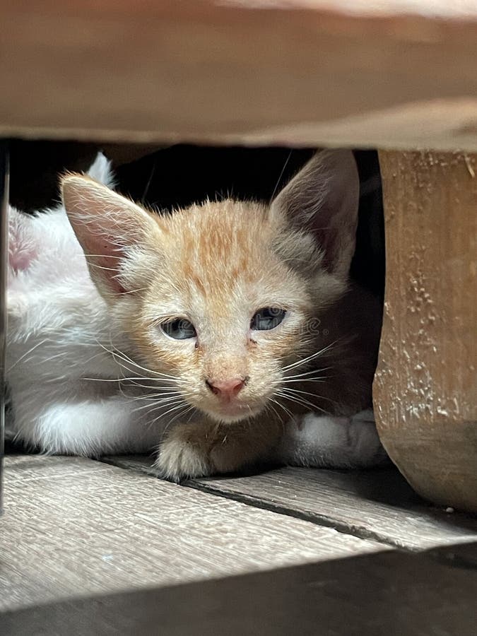 Cute cat on the street stock image. Image of tabby, animal - 297758627