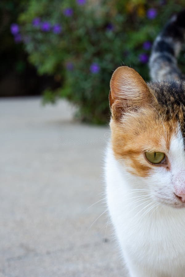 Cute cat in the street. stock photo. Image of home, adorable - 266026882