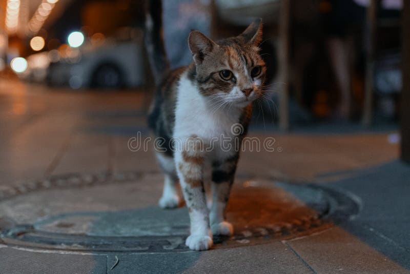 Cute cat on the street stock image. Image of walking - 240003683