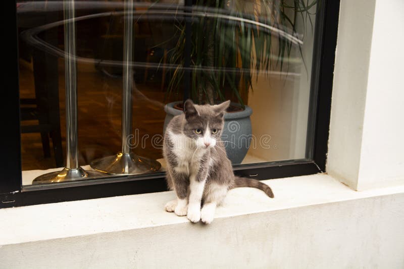 Cute Cat on the Streets of Tbilisi, Georgia Stock Image - Image of face ...