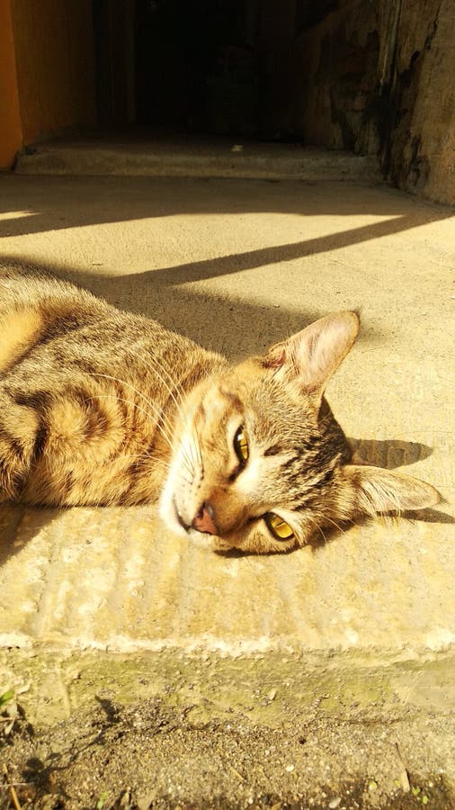 A cute cat is sunbathing stock photo. Image of sunbathing - 201392672