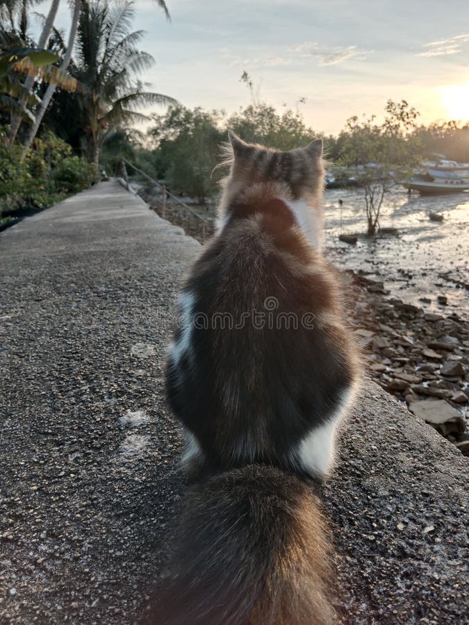 Cute Cat Sunset Beautifull Sea Pet Stock Photo - Image of animal ...