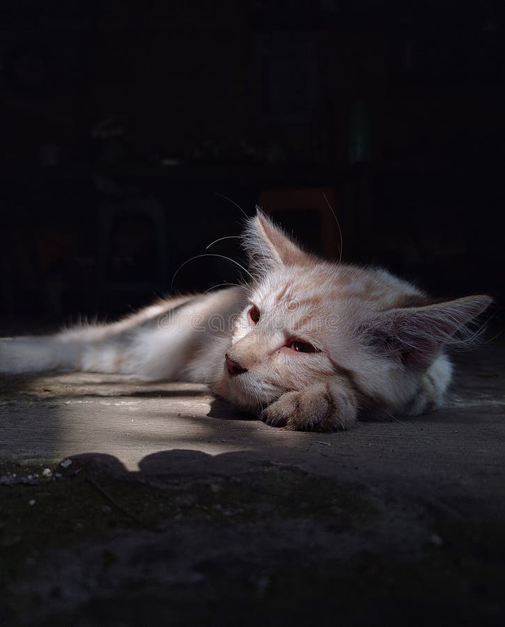 Cute Cat, Sweet Pet Cat Sad and Crying Stock Image - Image of whiskers ...