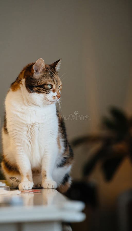 Cute cat on the table stock image. Image of fluffy, wild - 242531049