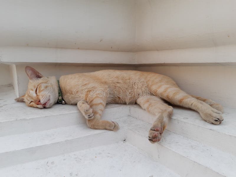 Cute cat is taking nap stock image. Image of taking - 263443317