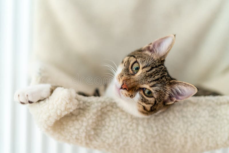 Cute Cat Taking a Nap stock image. Image of indoors - 132877097