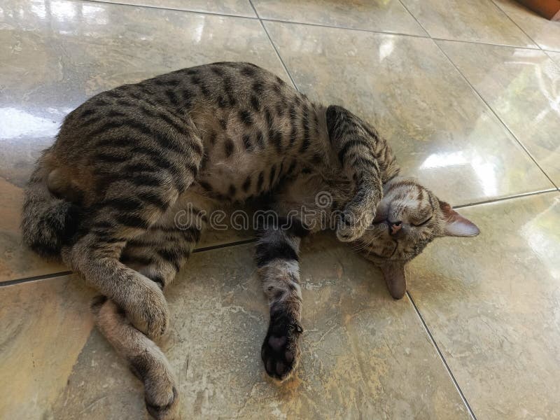 Cute Cat Taking a Nap on the Floor Stock Image - Image of floor, cute ...