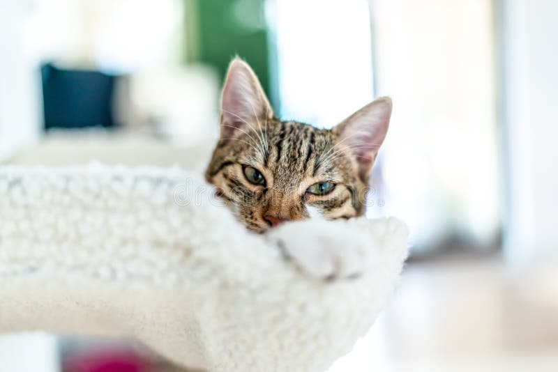 Cute Cat Taking a Nap stock image. Image of relax, mammal - 132877185