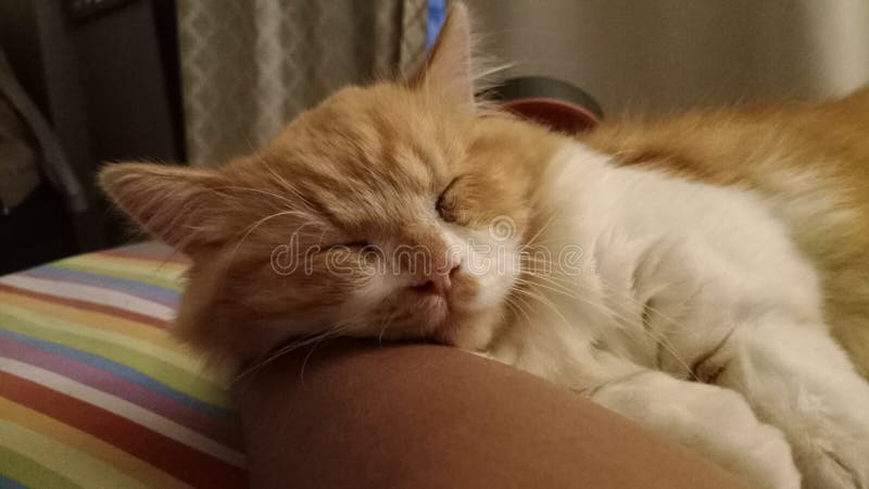 Cute Cat Taking a Nap by Leaning Back Stock Photo - Image of sleep ...