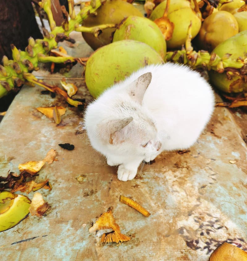 Cute Cat ???? Taking Rest Out Stock Image - Image of taking, rest ...
